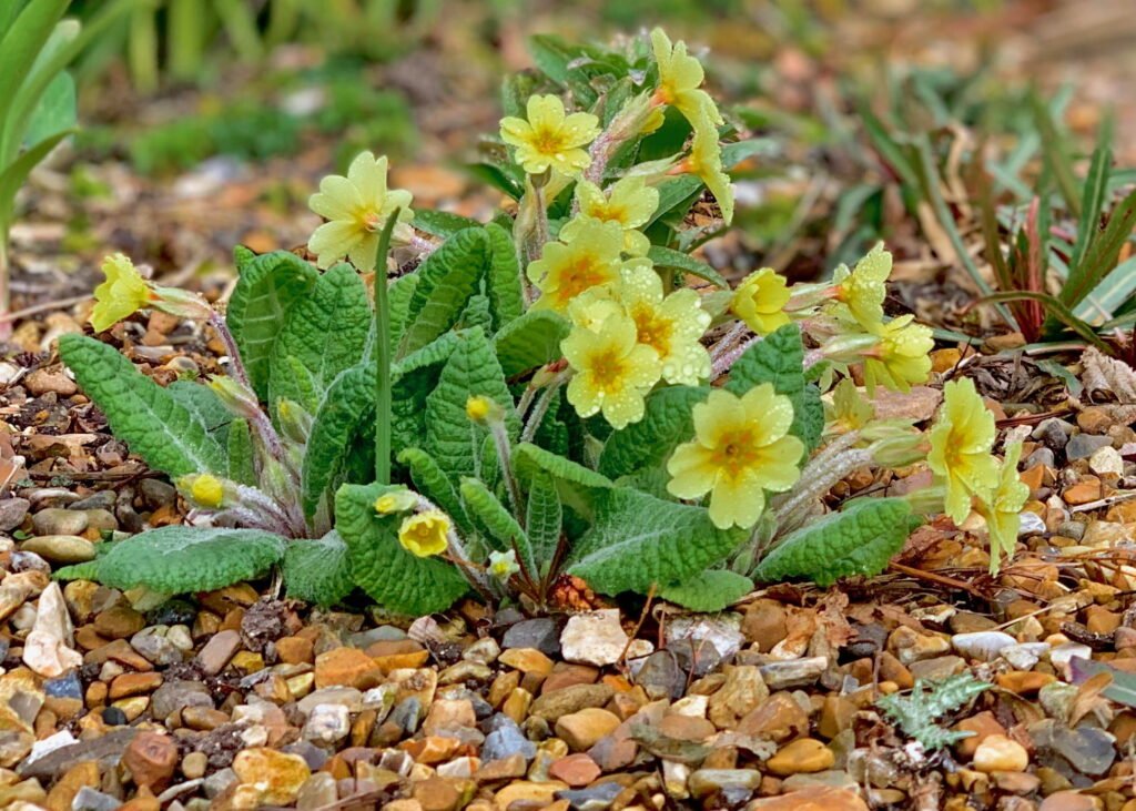 Early spring beauty in gravel - DENMANS GARDEN