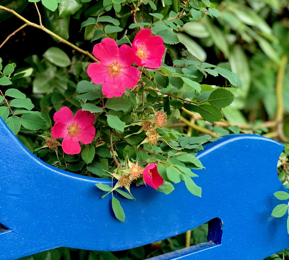 Events Archive - DENMANS GARDEN