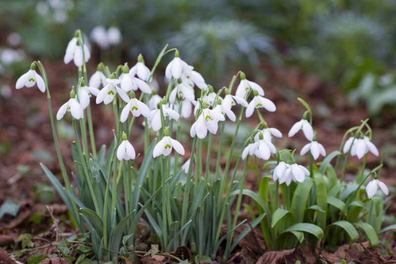 30 Years of the Sussex Snowdrop Trust - DENMANS GARDEN