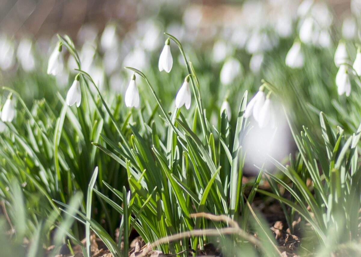 30 Years of the Sussex Snowdrop Trust - DENMANS GARDEN