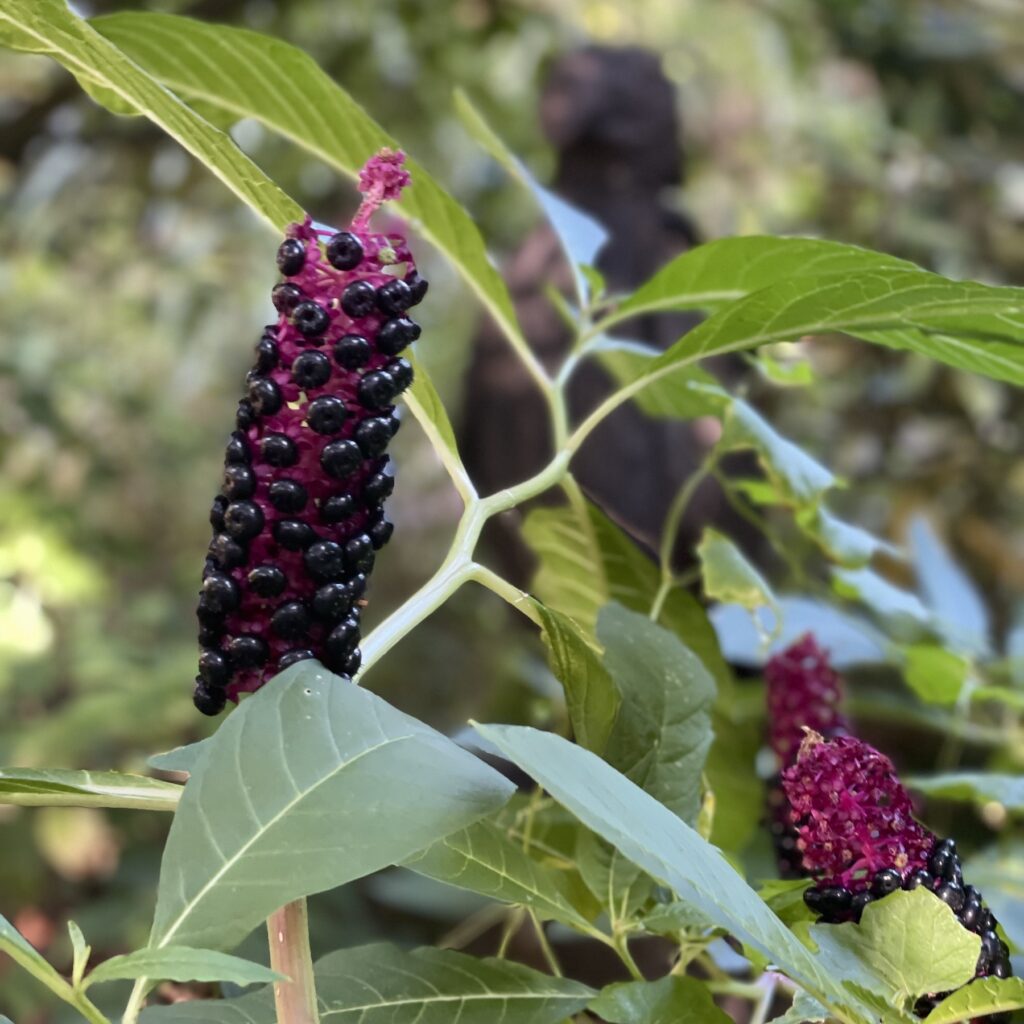 Denmans Plant of the Month: Pokeweed - DENMANS GARDEN