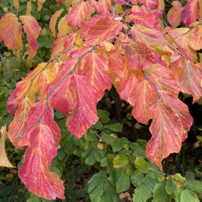 Plant of the month: Parrotia persica - DENMANS GARDEN