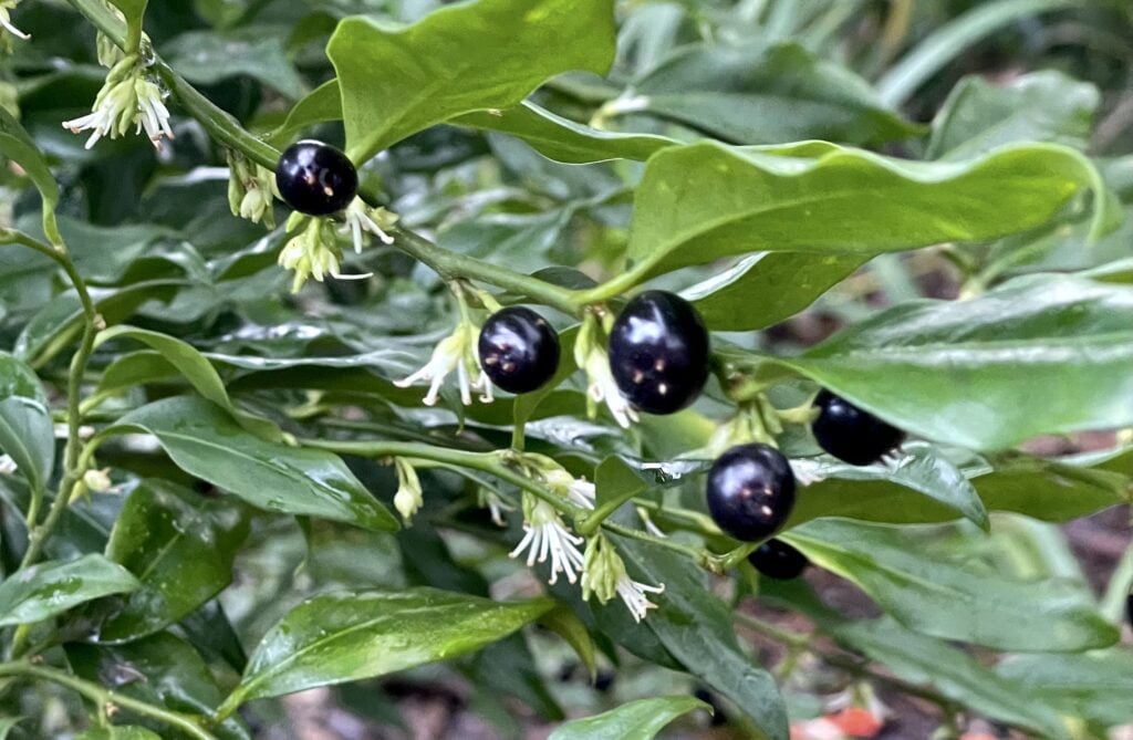 Plant of the Month: Sweet Box - DENMANS GARDEN