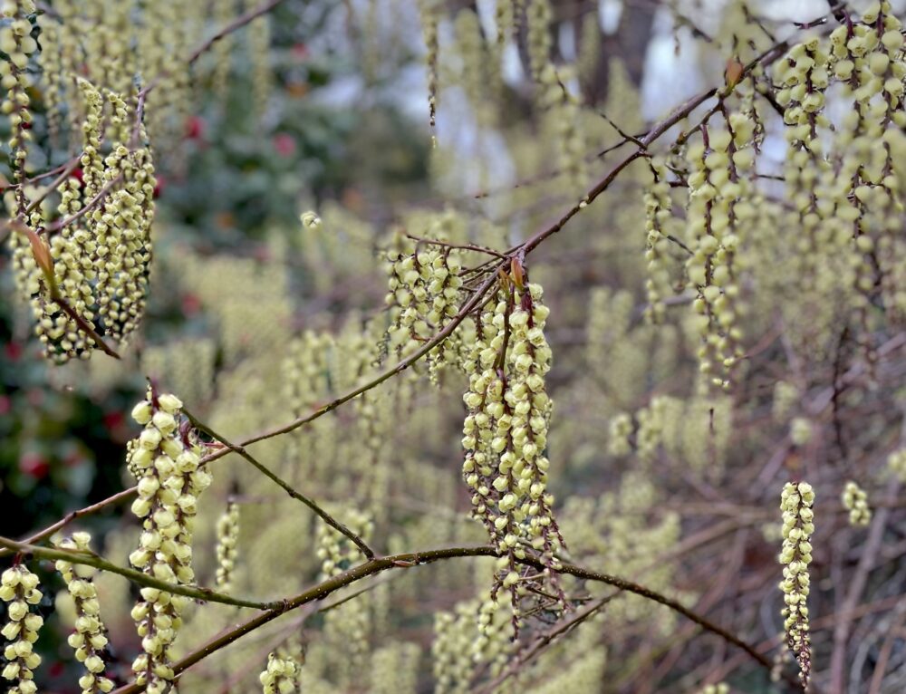Plant of the month: Parrotia persica - DENMANS GARDEN