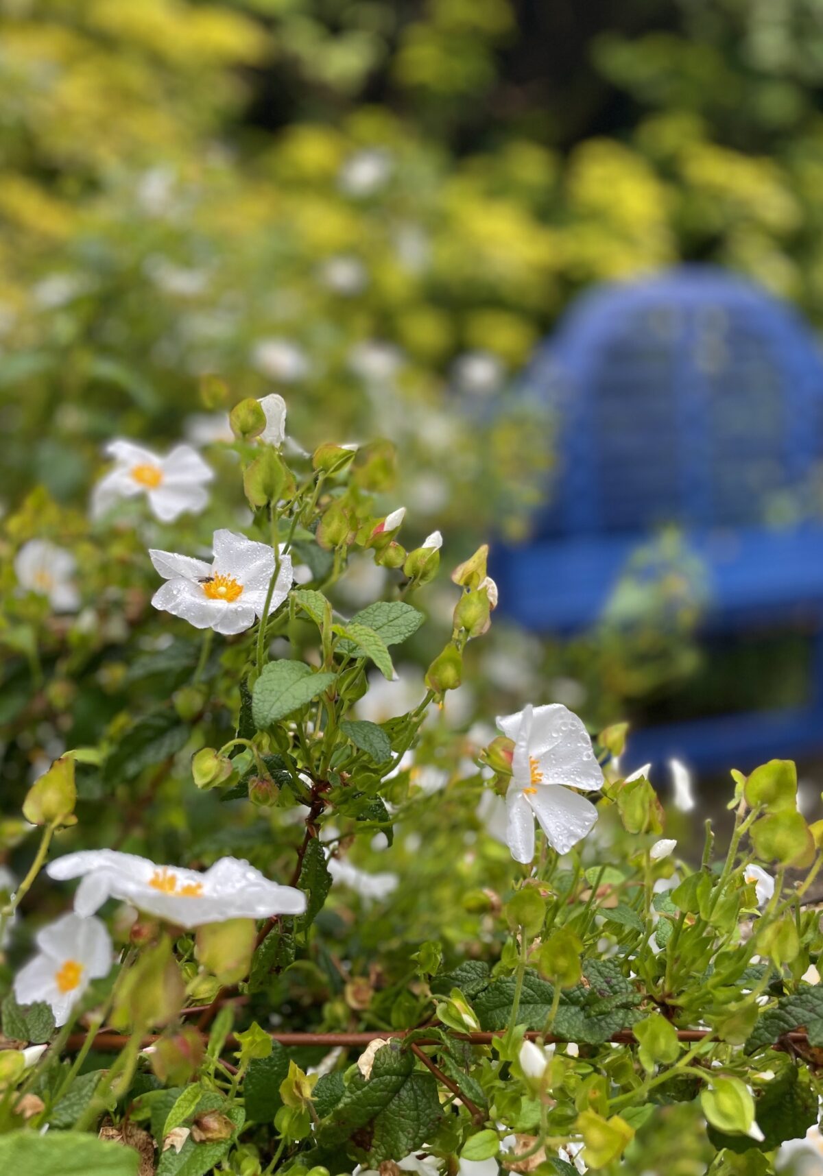 June Plant-of-the-Month: Rockrose (Cistus corbariensis) - DENMANS GARDEN