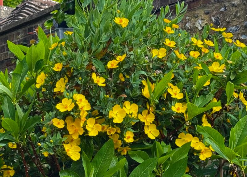 Plant of the month: bush poppy (Dendromecon rigida) - DENMANS GARDEN