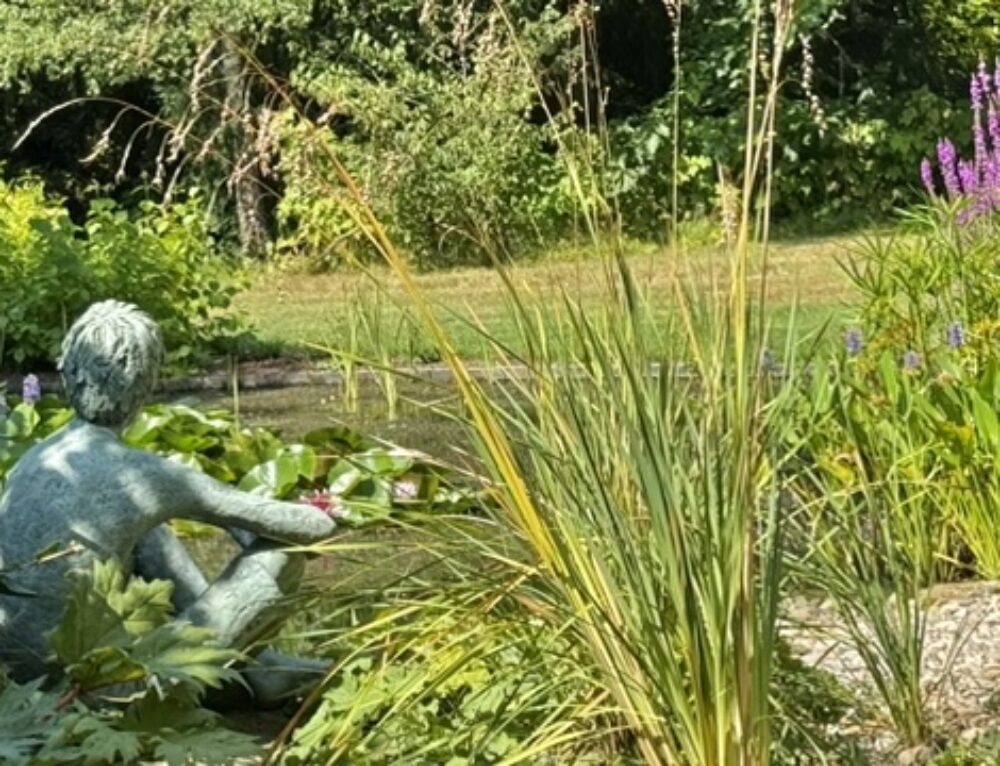 Plant of the Month: Camellia 'Cornish Snow' - DENMANS GARDEN